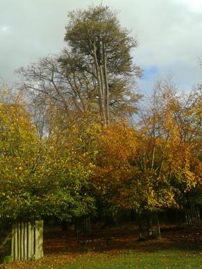 Dunham Massey - Dunham Park - Woodland Trust