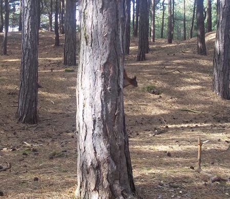 Formby - Woodland Trust