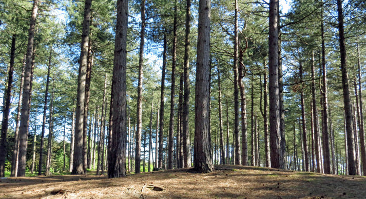 Formby - Woodland Trust