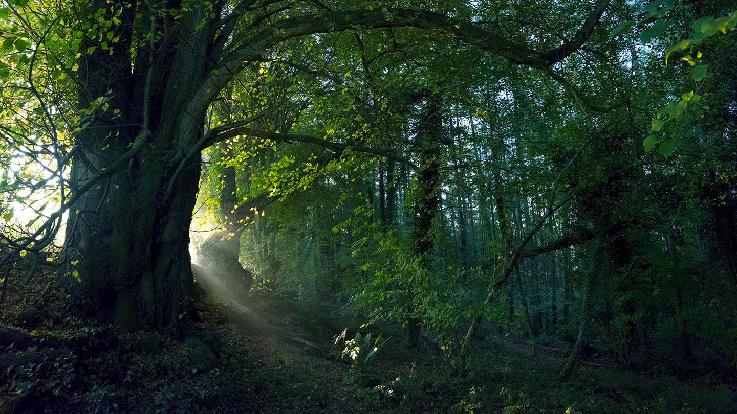 Cadora Woods - Visiting Woods - Woodland Trust