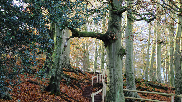 Clent Hills - Clent Hills Country Park - Woodland Trust