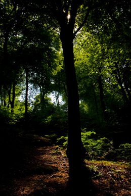 Fowey & East Cornwall - Lerryn - Woodland Trust