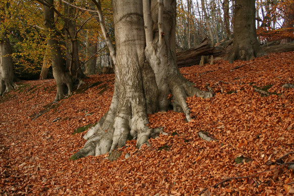 Gover Hill - Woodland Trust