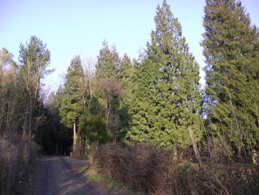 Hanging Wood Tandridge - Woodland Trust