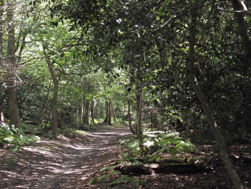 Hawkwood And Petts Wood - Woodland Trust