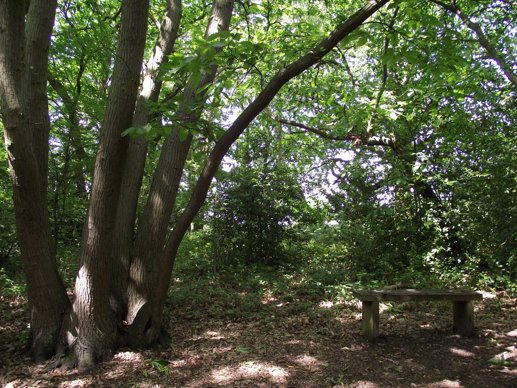 Hawkwood And Petts Wood - Woodland Trust