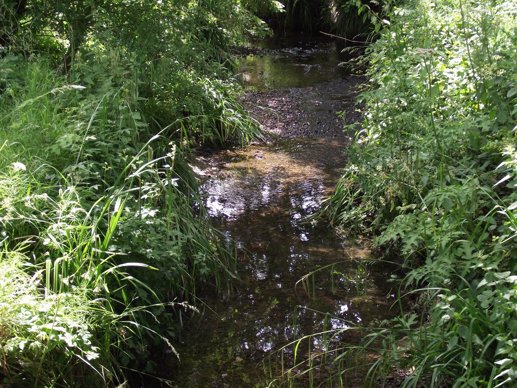 Hawkwood And Petts Wood - Woodland Trust