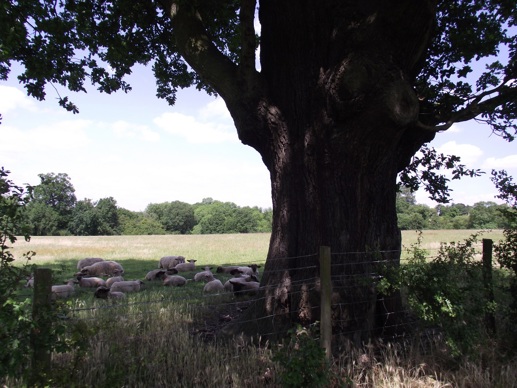 Hawkwood And Petts Wood - Woodland Trust