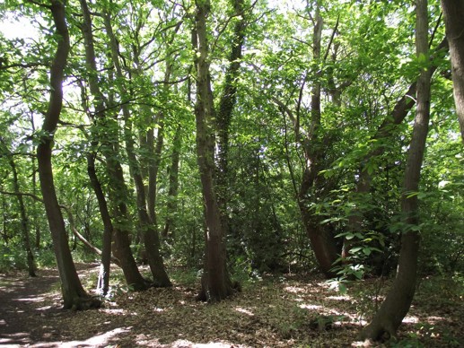 Hawkwood And Petts Wood - Woodland Trust