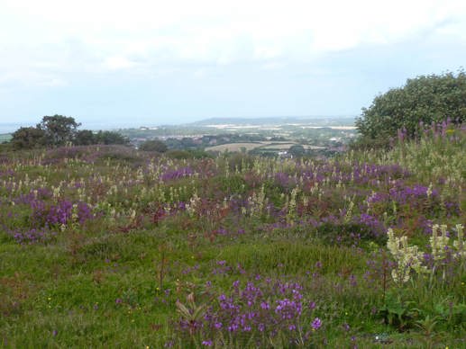 Headon Warren & West High Down - Woodland Trust
