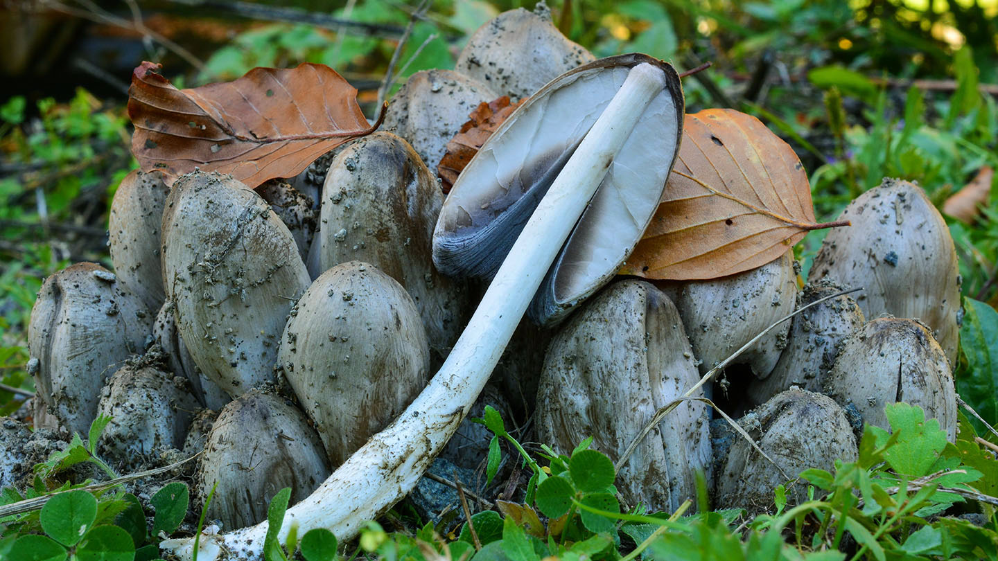 Common Inkcap (Coprinopsis atramentaria) - Woodland Trust