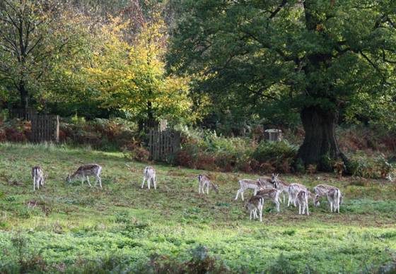 Knole - Woodland Trust