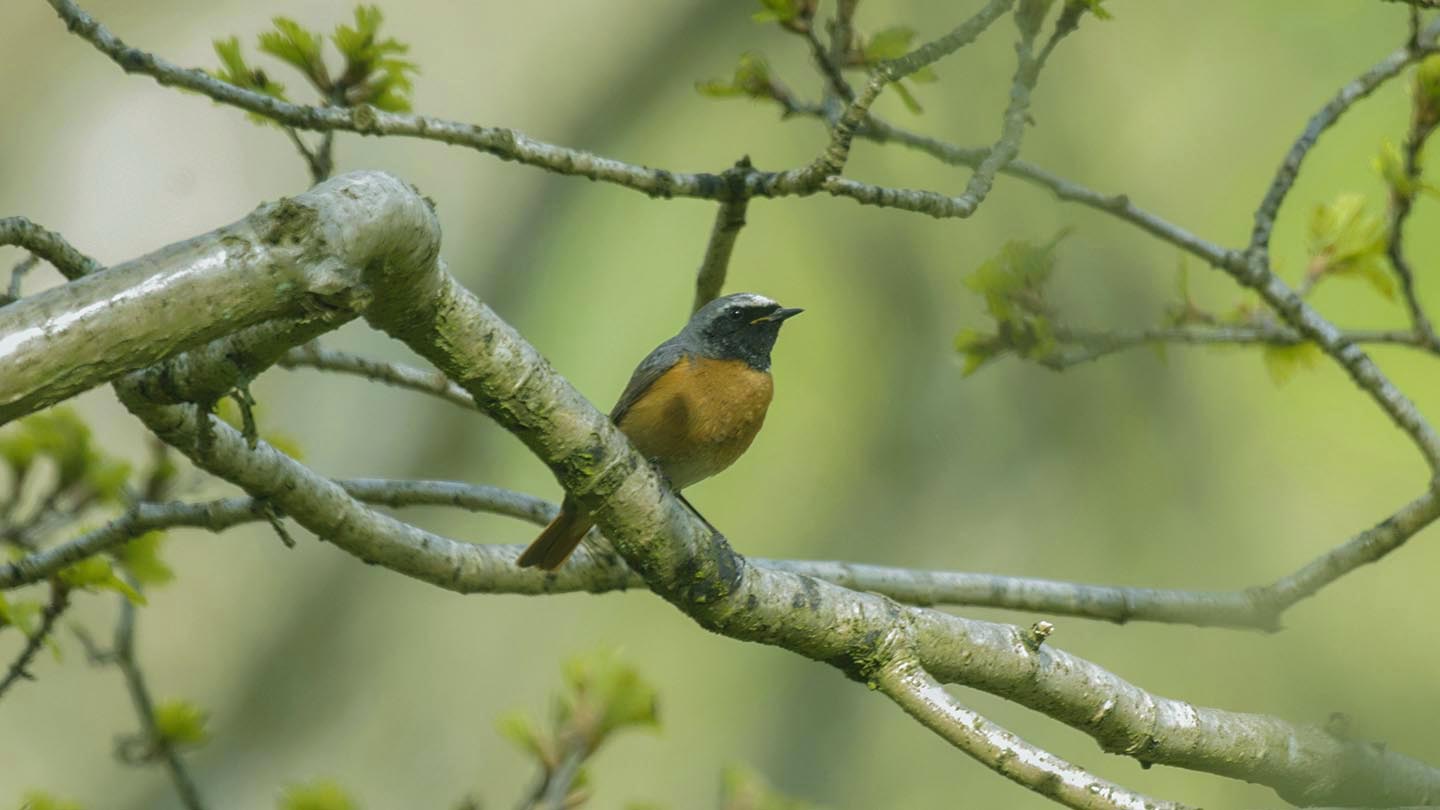 Oak trees and wildlife - Woodland Trust