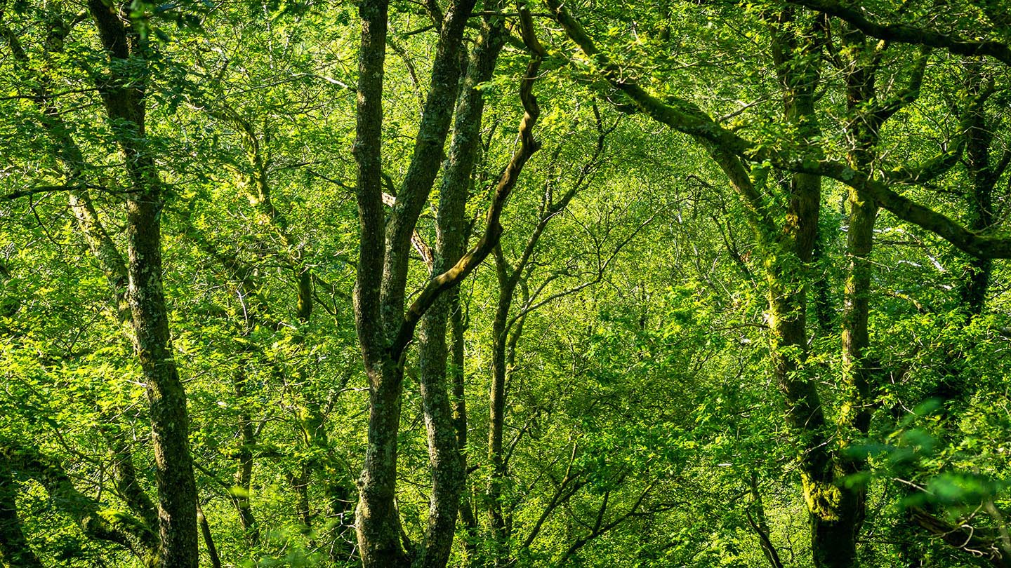Coed Cymerau Isaf - Visiting Woods - Woodland Trust