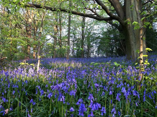 Mariner's Hill - Woodland Trust