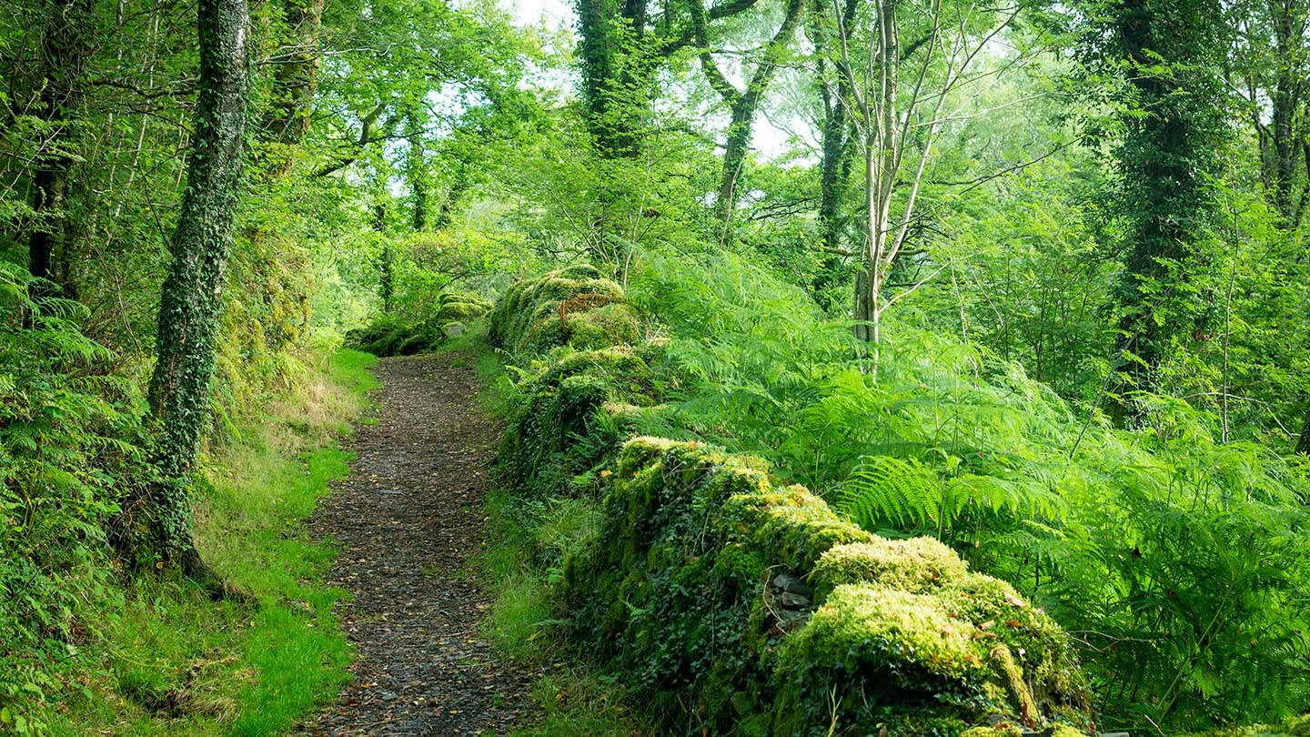 Coed Cymerau Isaf - Visiting Woods - Woodland Trust