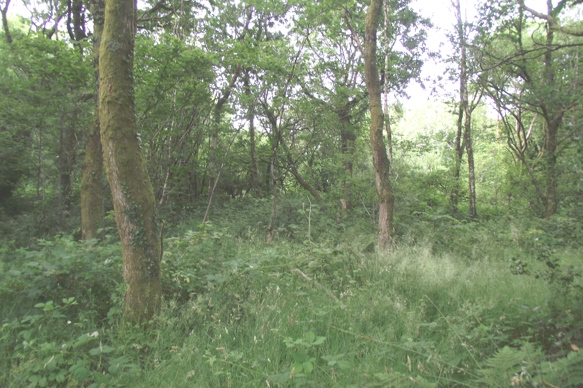 Penrice Estate Welsh Moor - Woodland Trust