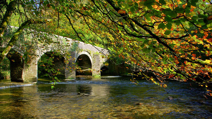 Plymbridge Woods - Woodland Trust