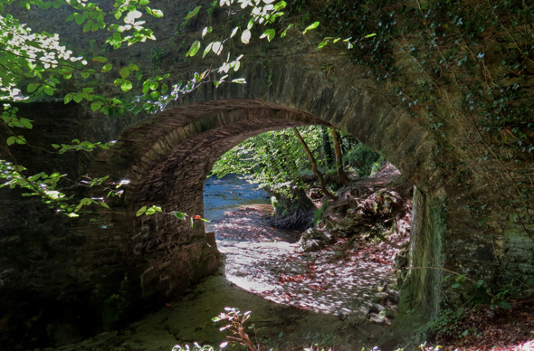 Plymbridge Woods - Woodland Trust