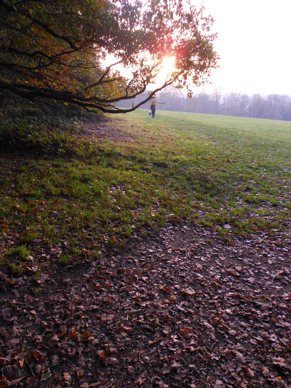 Selsdon Wood - Woodland Trust
