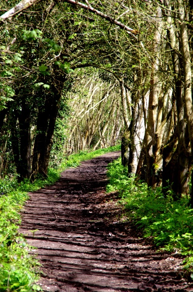 Selsdon Wood - Woodland Trust
