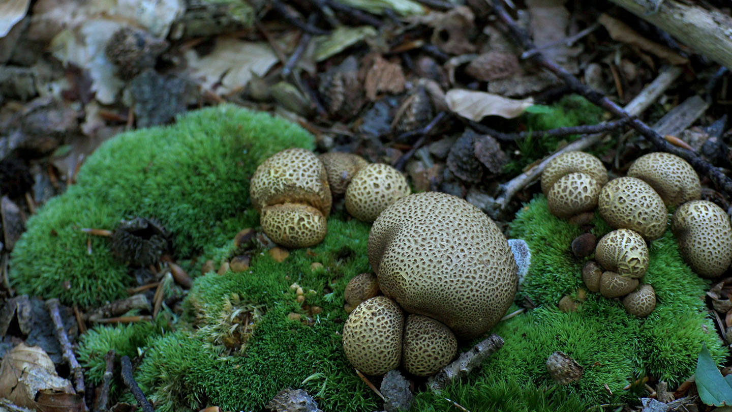 Common Earthball (Scleroderma citrinum) - Woodland Trust