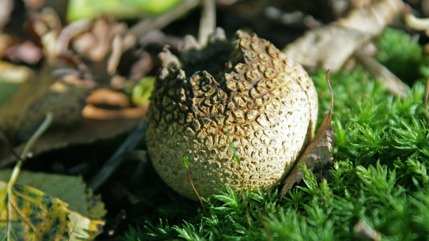 Common Earthball (Scleroderma citrinum) - Woodland Trust