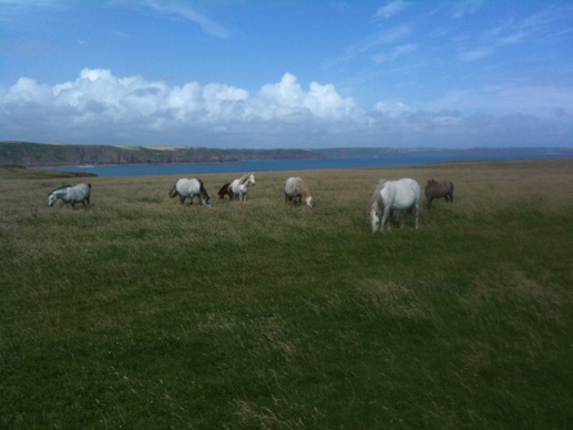 Stackpole Estate - Woodland Trust