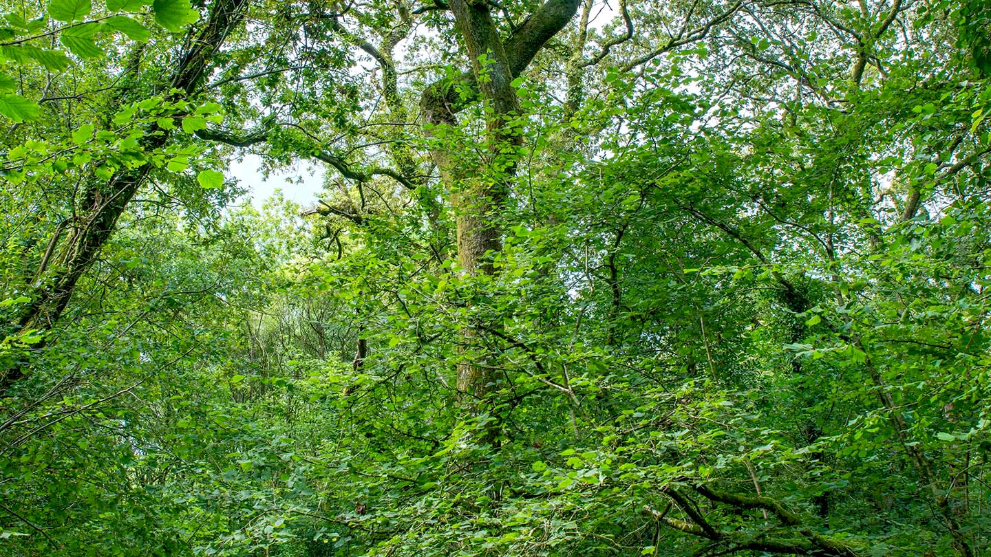 Coed Tregib - Visiting Woods - Woodland Trust