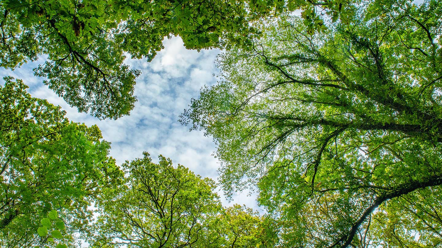 Coed Tregib - Visiting Woods - Woodland Trust