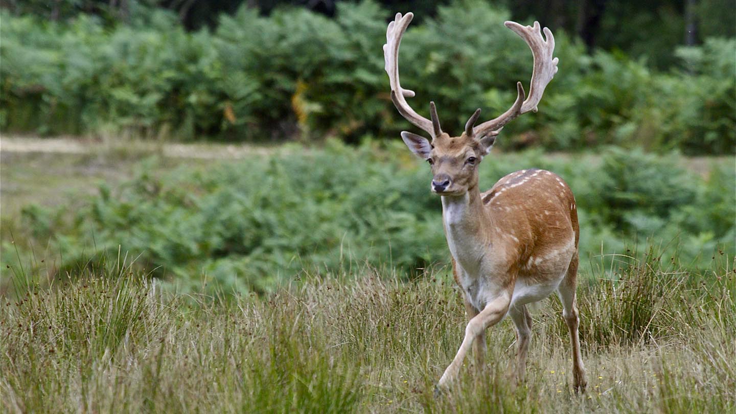 Coed Tregib - Visiting Woods - Woodland Trust