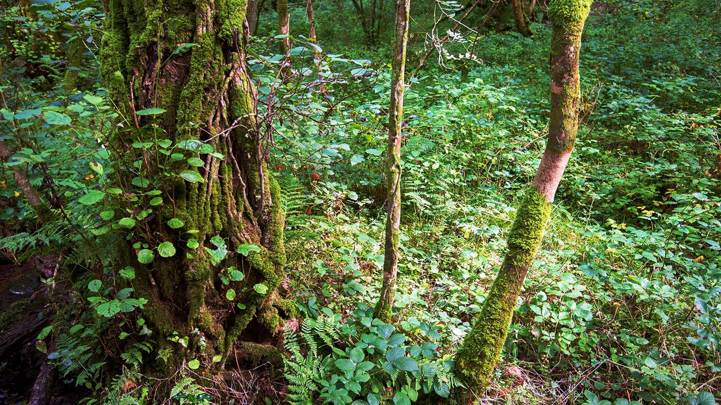 Coed Tregib - Visiting Woods - Woodland Trust