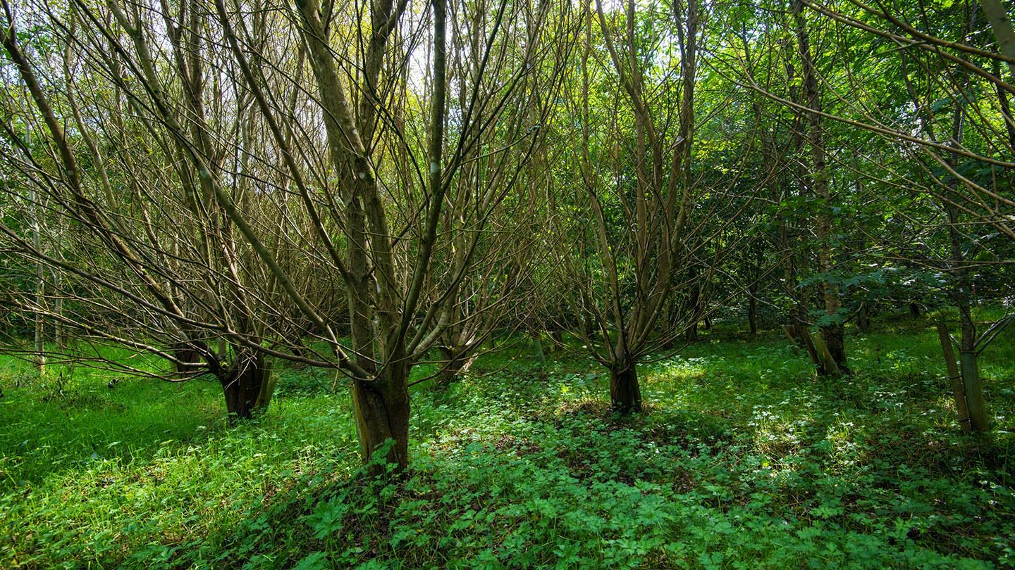 Coed Tregib - Visiting Woods - Woodland Trust