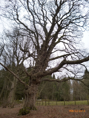 Wallington Estate - Woodland Trust