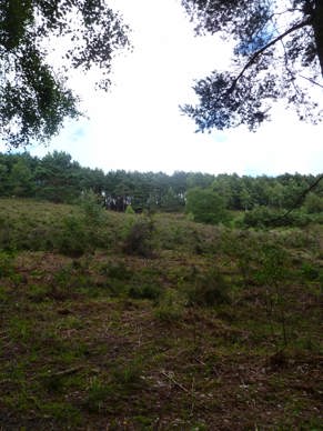 Windy Gap - Woodland Trust