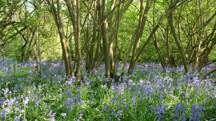 Wood Hill - Woodland Trust