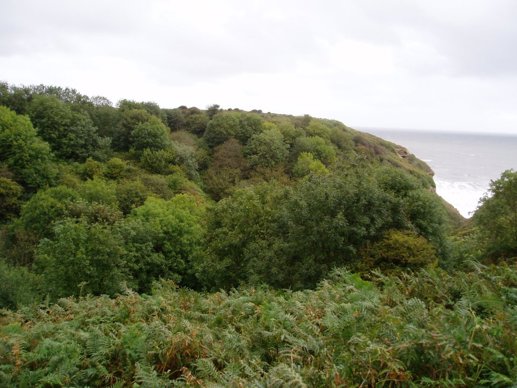 Fox Holes Dene - Woodland Trust