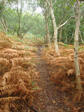 Caldy Hill - Woodland Trust