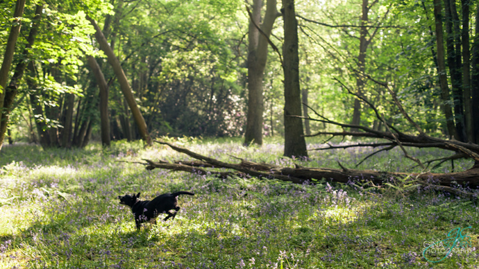 Finchampstead Ridges - Woodland Trust