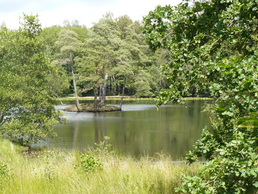 Finchampstead Ridges - Woodland Trust