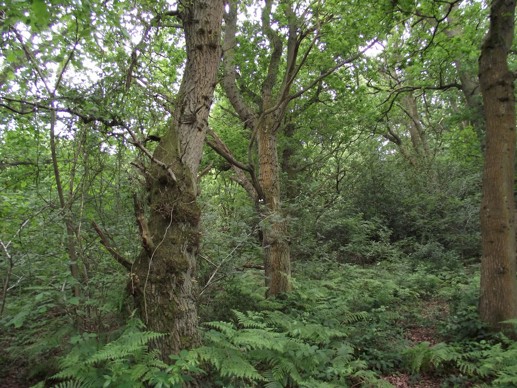 National Trust - Woodland Trust