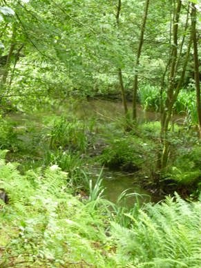 Ludshott Common and Waggoner's Wells - Woodland Trust
