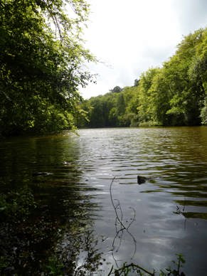 Ludshott Common and Waggoner's Wells - Woodland Trust