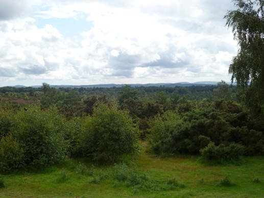 Ludshott Common and Waggoner's Wells - Woodland Trust