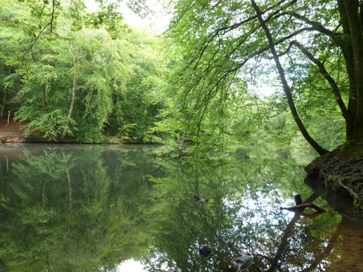 Ludshott Common and Waggoner's Wells - Woodland Trust