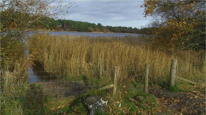 Frensham Common - Woodland Trust
