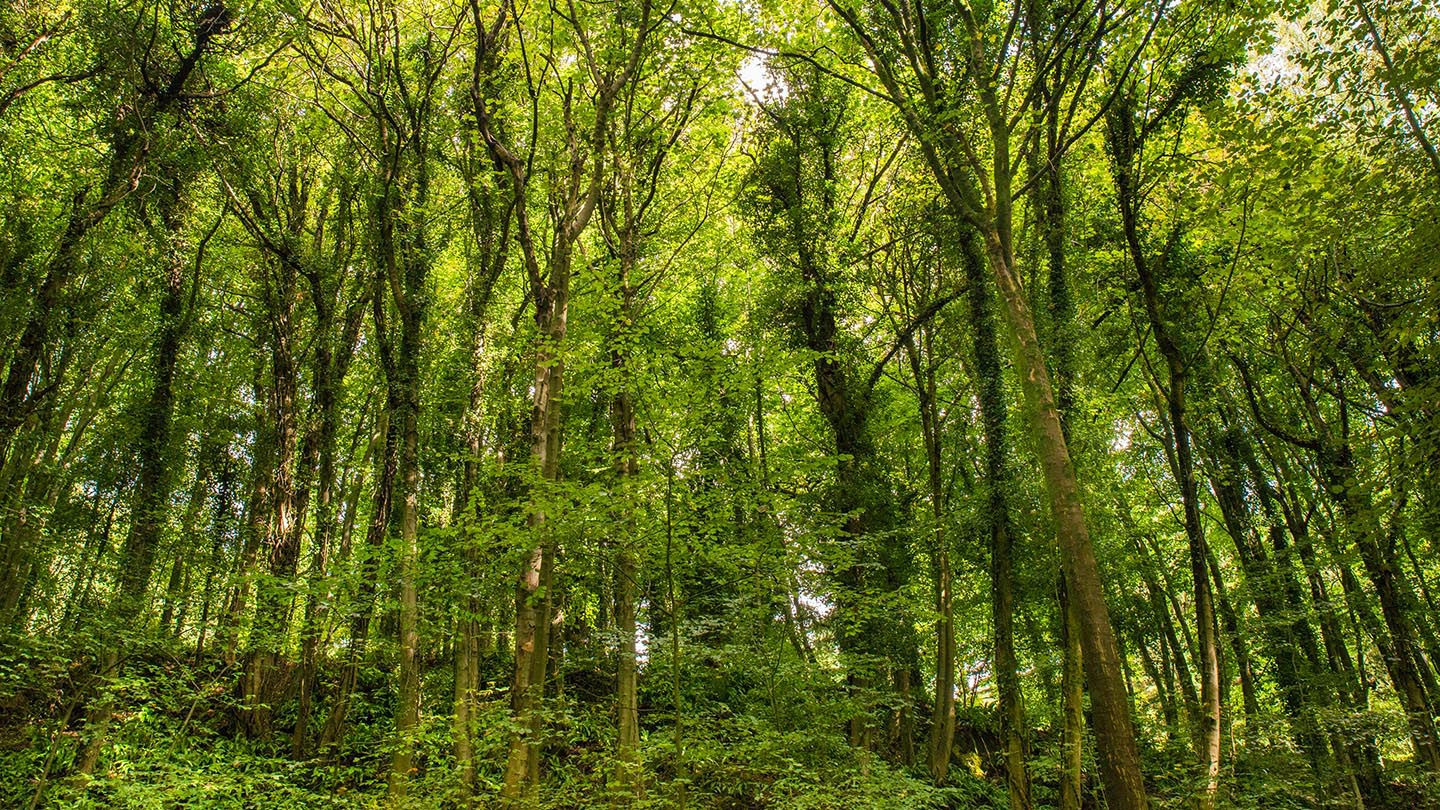 Cwm George & Casehill Woods - Woodland Trust