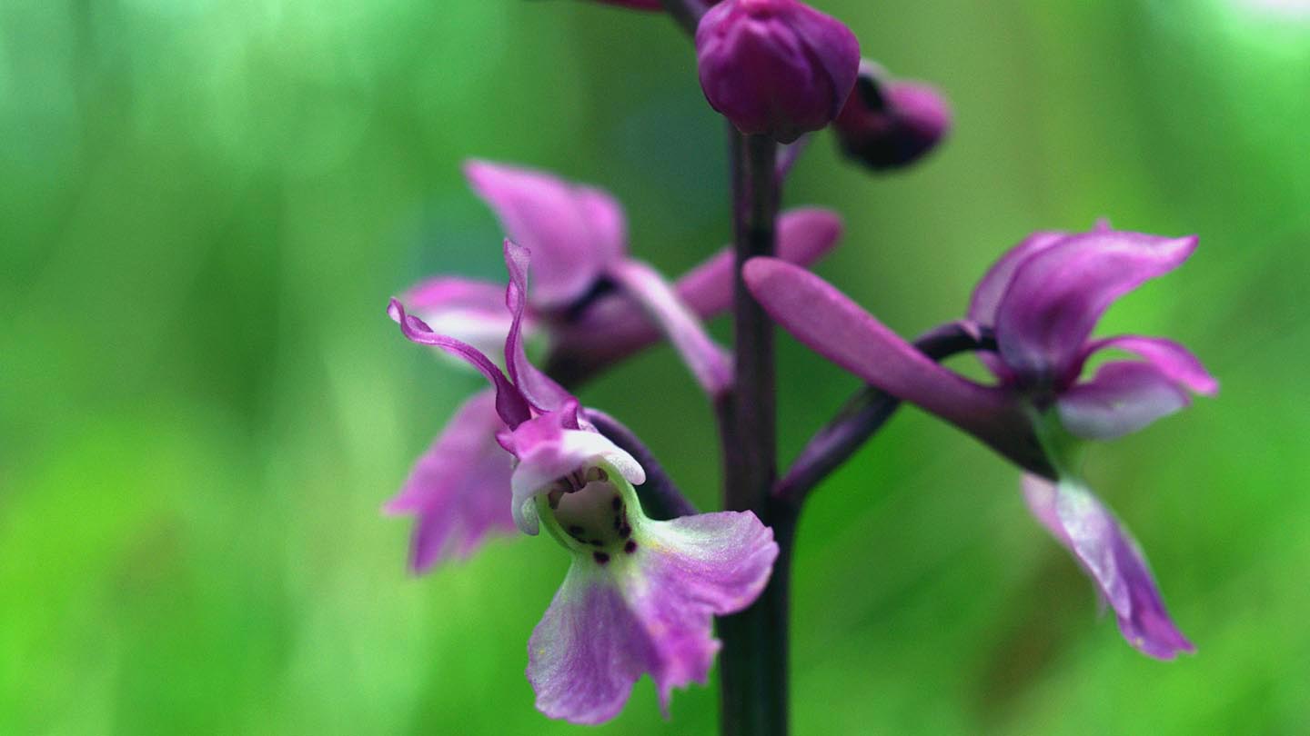 Cwm George & Casehill Woods - Woodland Trust