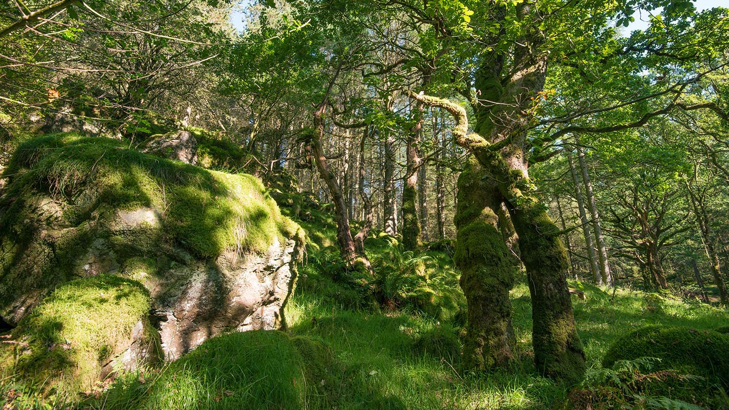 Cwm Mynach - Visiting Woods - Woodland Trust