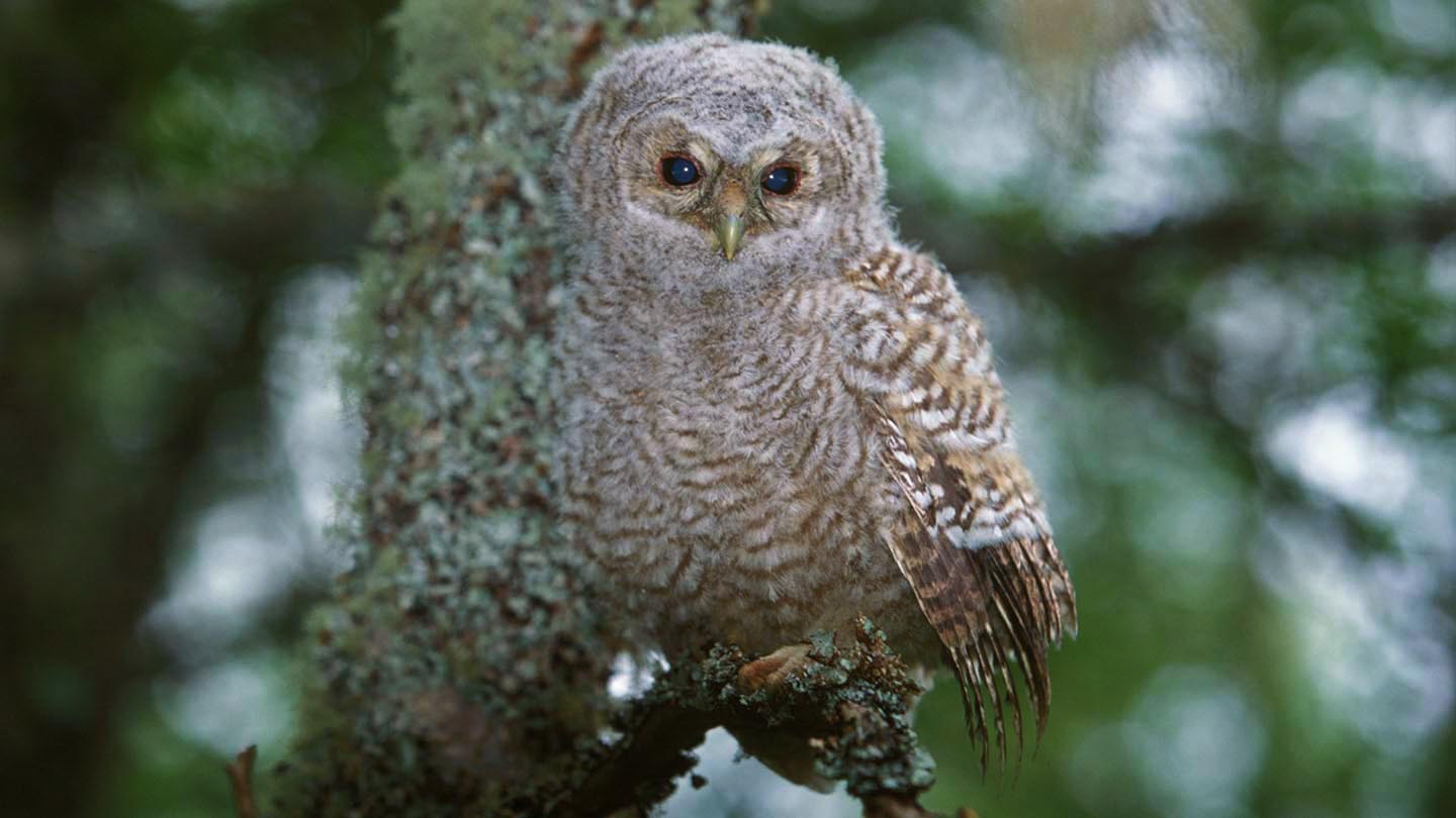 Cwm Mynach - Visiting Woods - Woodland Trust